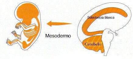 HISTO-EMBRIOLOGÍA: Fecundación (Organogénesis)