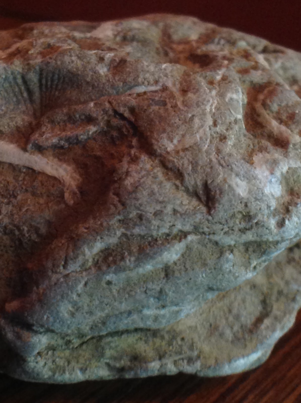 Lambton Rocks: Another Fossil Face: Part One