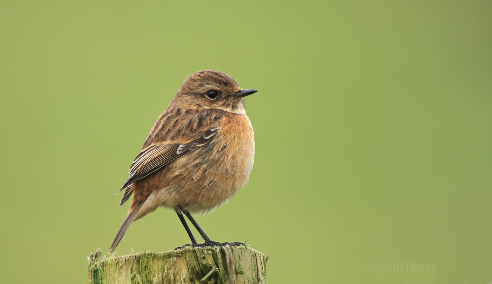 Adrian Davey Wildlife Photography Diary: Stonechat.