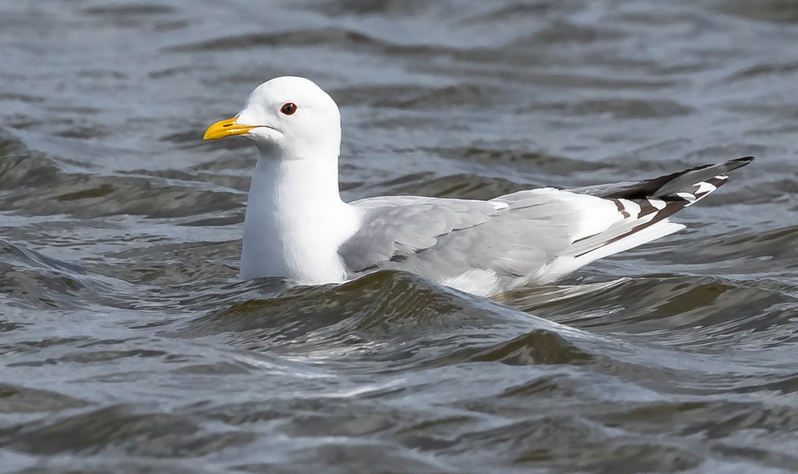 A New Book On Gulls