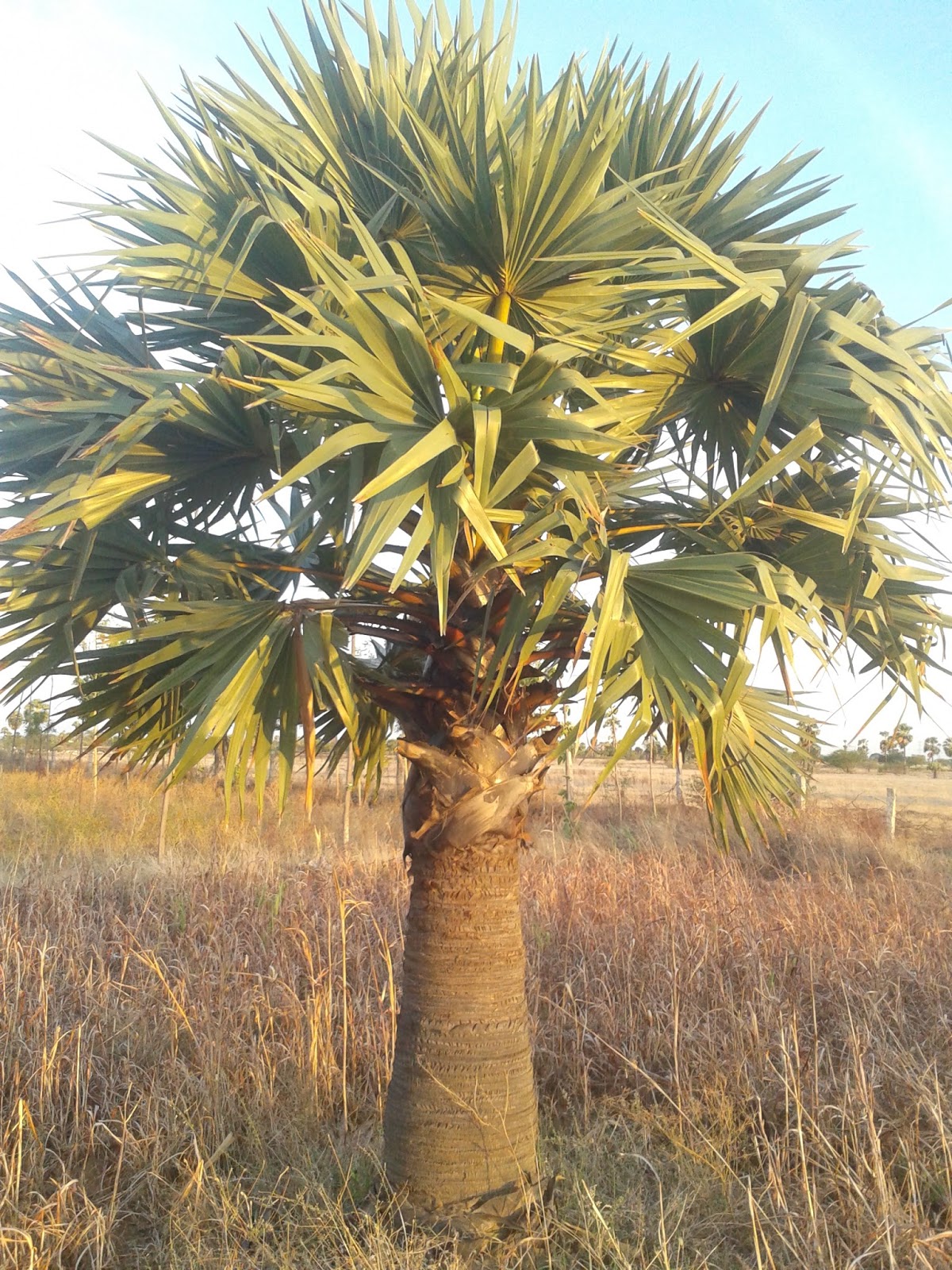 My Pictures Library : Palm Tre e ,(Panaimaram),