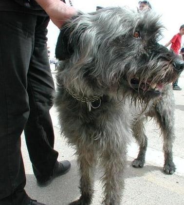 AmicoMario: IL GENOMA DEL CANE PASTORE FONNESE EVIDENZIA LA SUA LUNGA ...