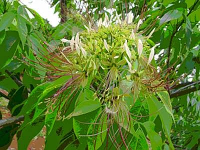 Trapiá - Crateva tapia L.