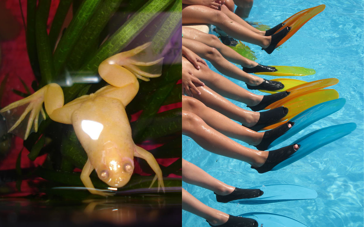 Biònica ESDi 09-10: Ancas de rana