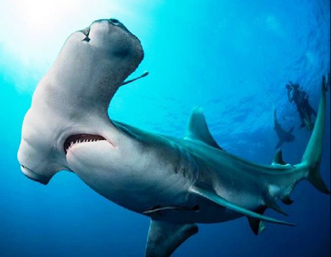 Pengenalan Jenis-Jenis Hiu di Indonesia | Deswita Alifia Damayanti