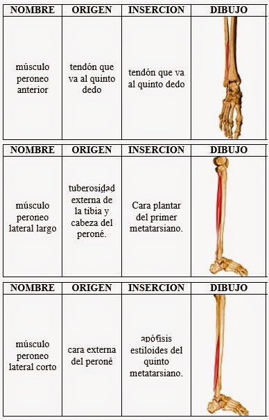 Fitness4you: Articulación del tobillo (I)