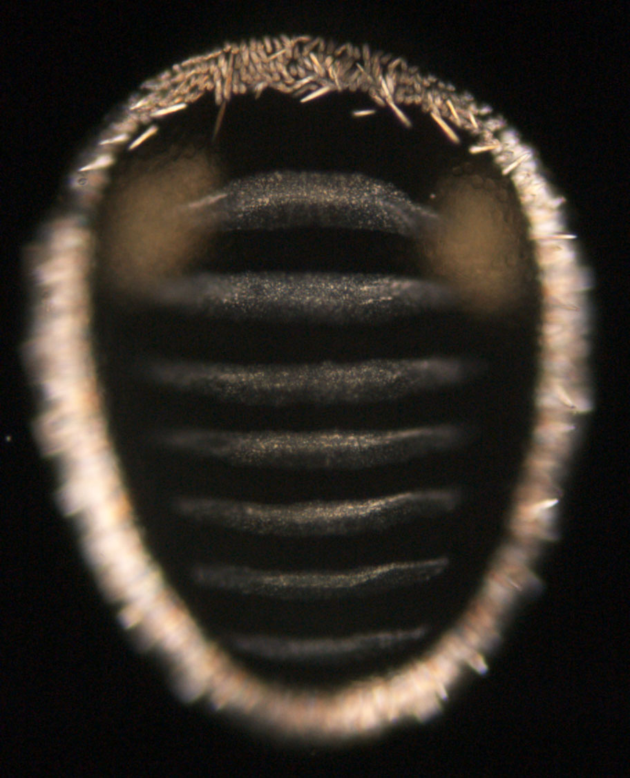 Invertebrate Embryology: Chiton development