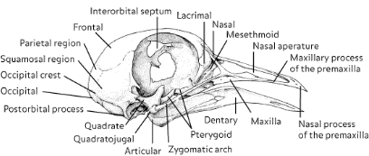 MY FAVORITE TISSUE - THE AVIAN BEAK