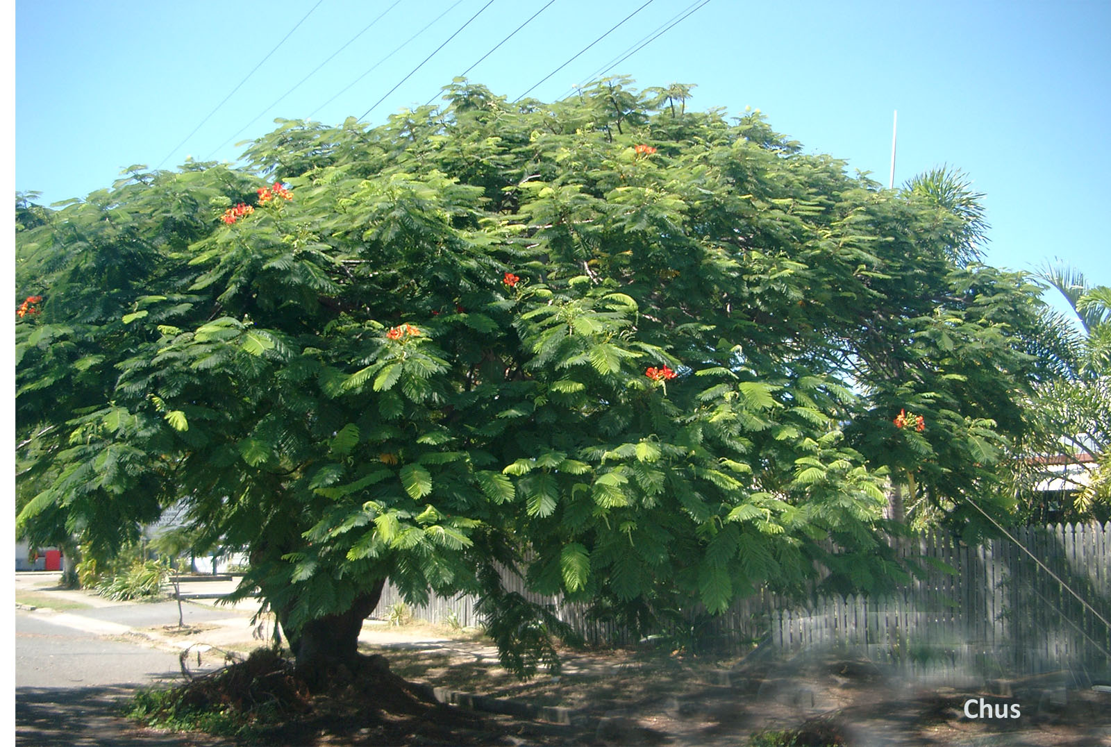 elarbolmiamigo-encinarosa: Flamboyant / Delonix regia / Ponciana regia ...