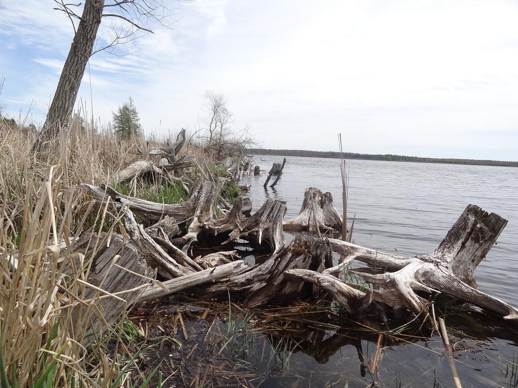 Turner's in Canada: Looking Forward to 2012