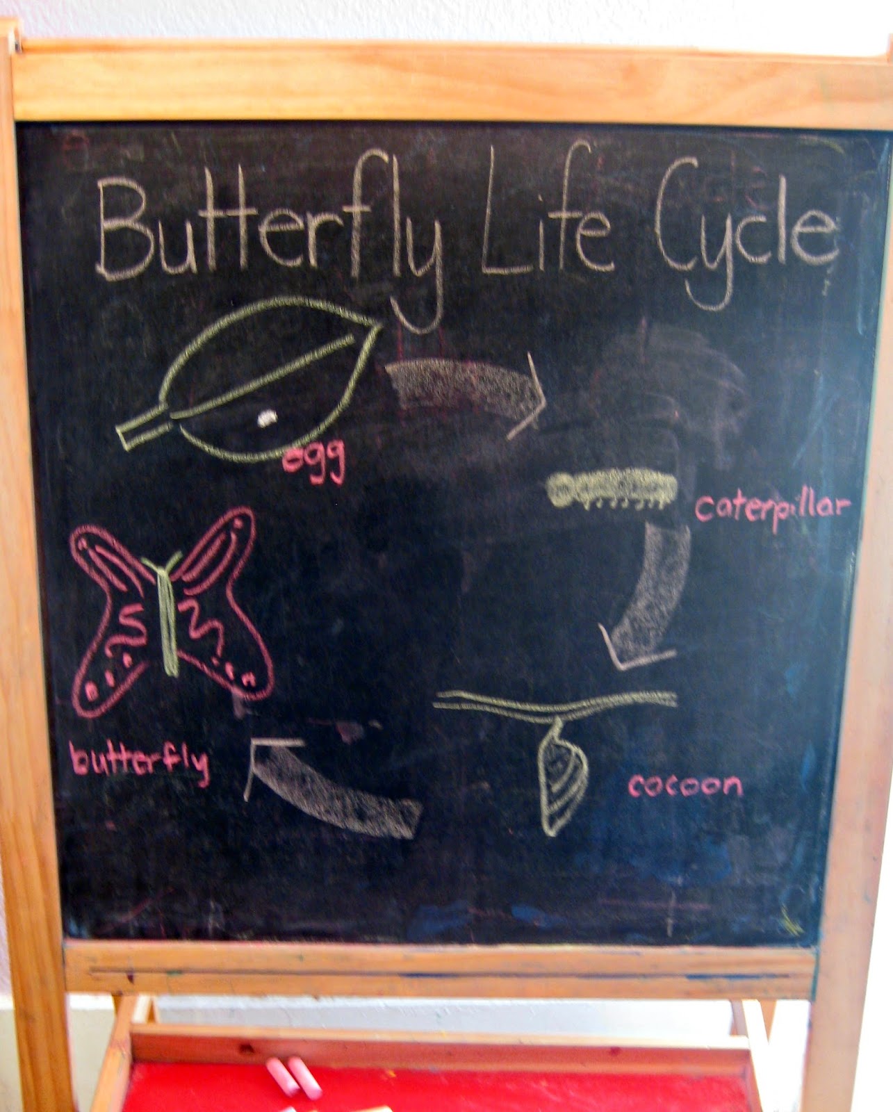 Life Cycles Week One