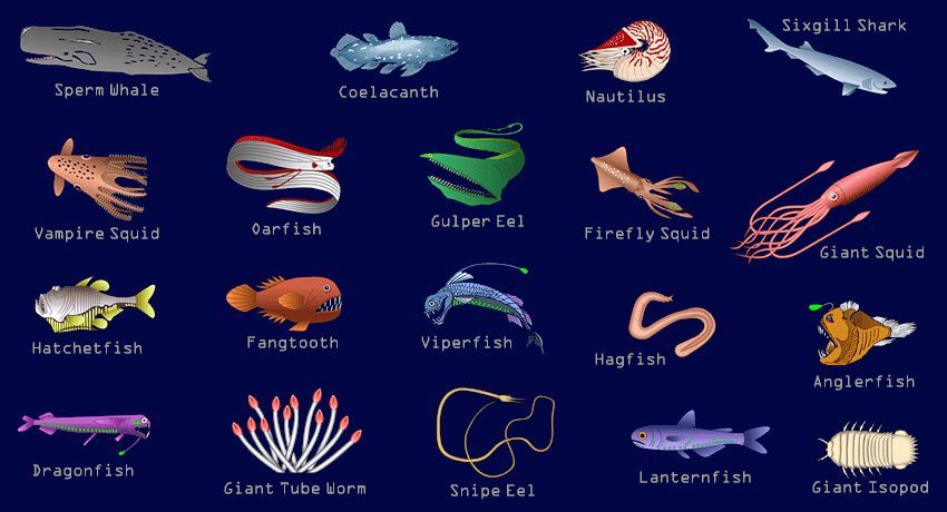 Deep Sea Animals Names