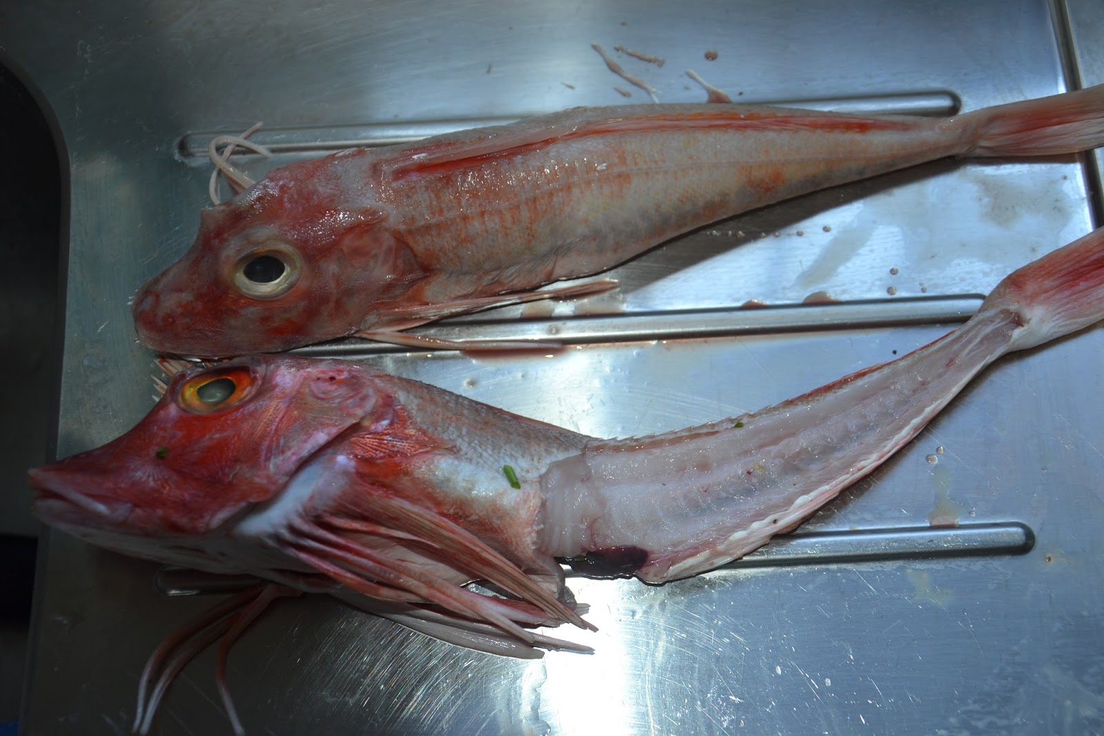 Oppdag Fisk!: Lyreknurr/Piper Gurnard/Trigla Lyra (Saltvann)