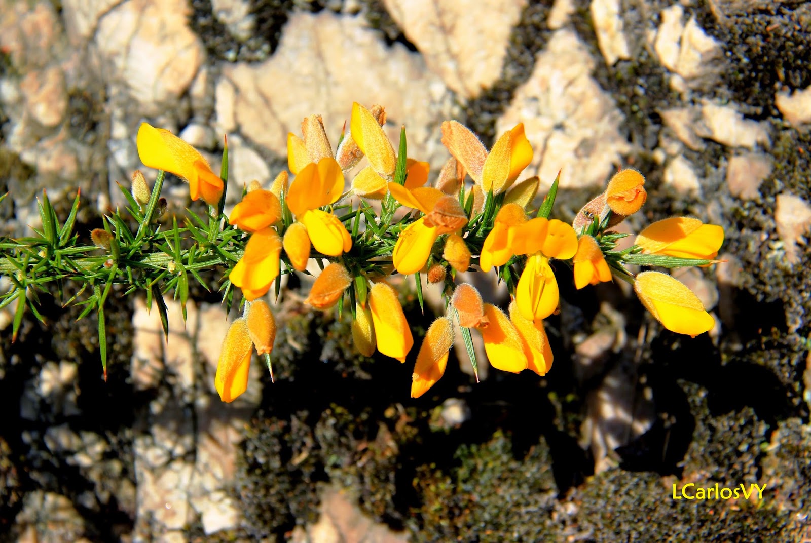 Plantas silvestres de Asturias: Tojo, toxu, cotoya, árgoma, árgumas ...