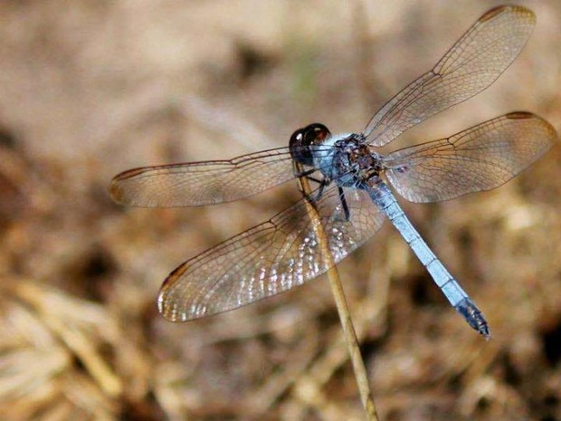 Nova espécie de libélula é descoberta em Uberlândia