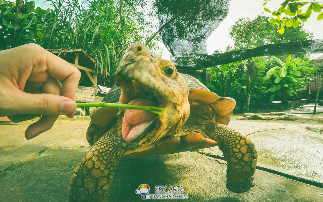 Feed tortoise @ Farm In the City