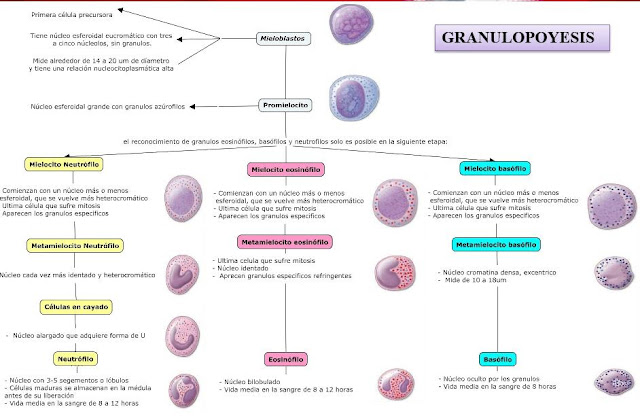 Diferencias histológicas entre las células precursoras de la sangre ...