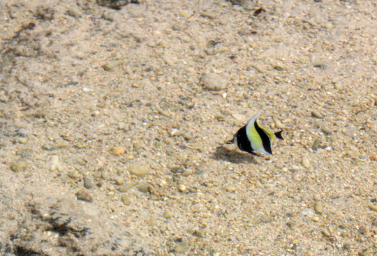 Mauritius: Wildlife - Lublyou