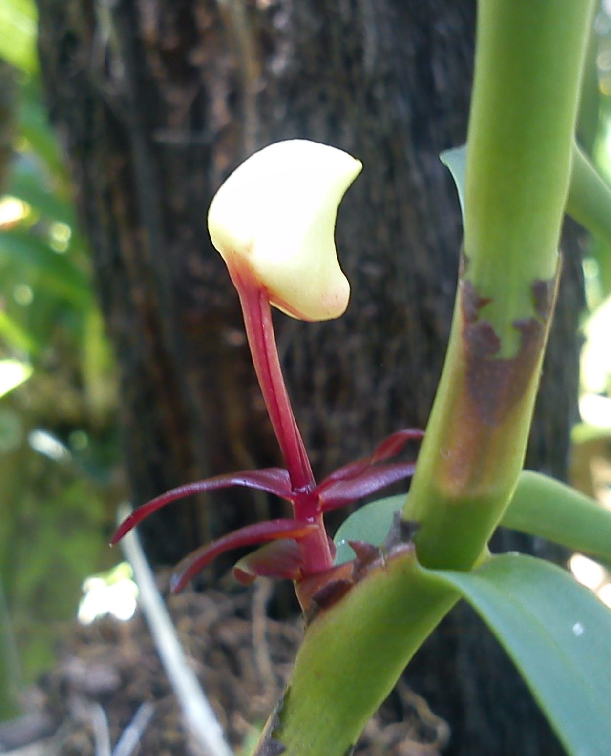 MillFa Wild Orchid: Eria mucronata ( Eria rigida )