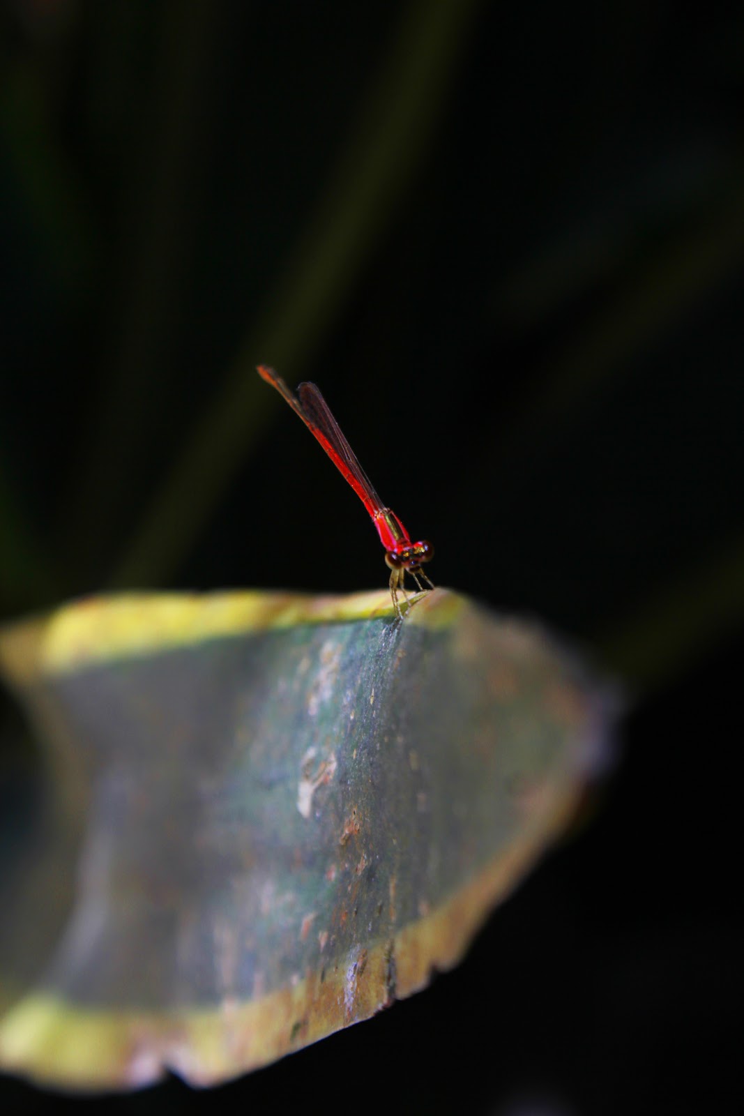 capung jarum merah - photography ge_er