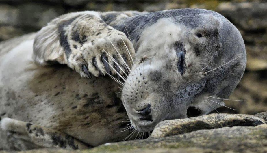 Foca riéndose es captada por el lente de una cámara - Seamos Mas ...