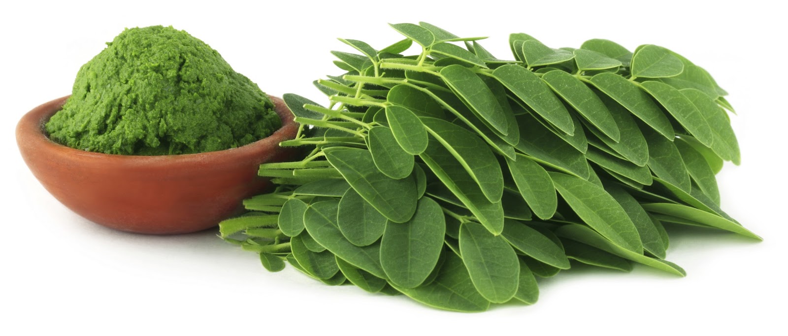 Le moringa, l'arbre magique contre la malnutrition