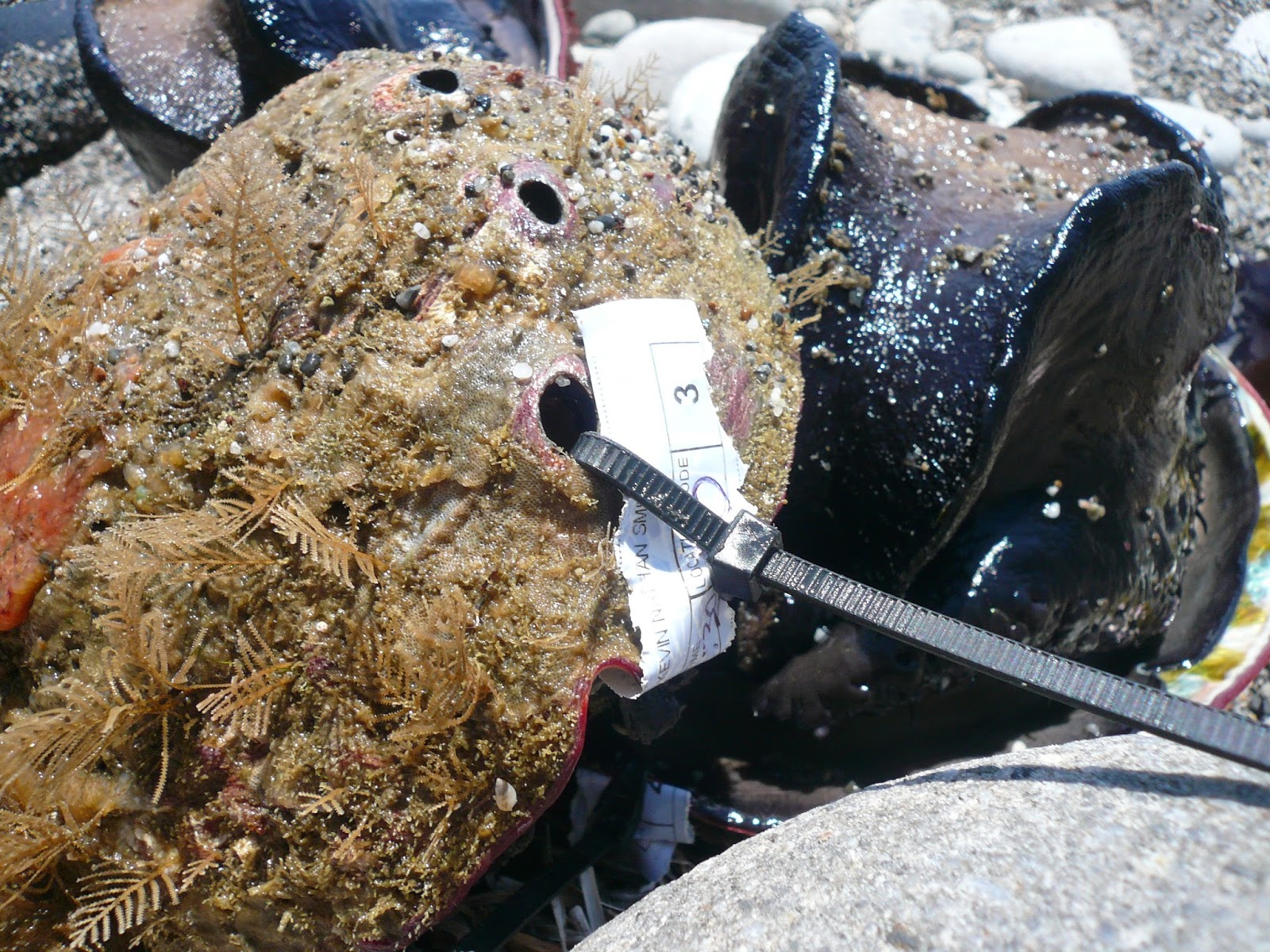 Countryman: Foraging California's Wild Side: Freediving for Abalone ...