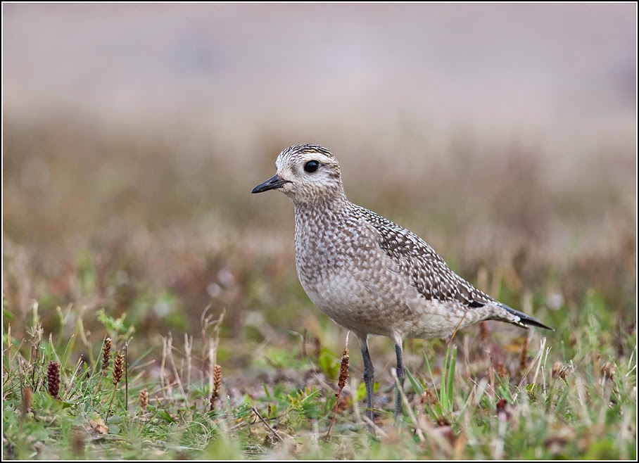 Explorations of an Ecologist: The rest of Moosonee