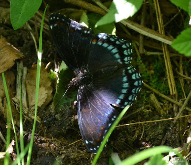 Woods Walks and Wildlife: Back in Connecticut again