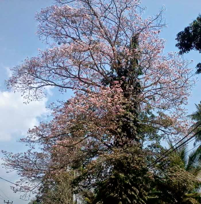 Tabebuia rosea -Tecoma rosea-Sri Lanka Sakura | SL Flora