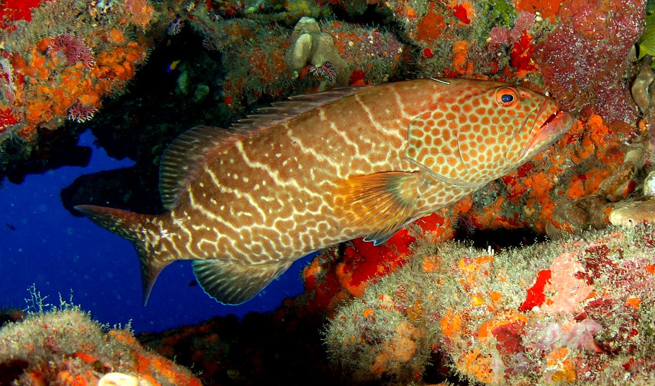 Grouper Breeding Method with High Yield Result - Frozen Grouper ...