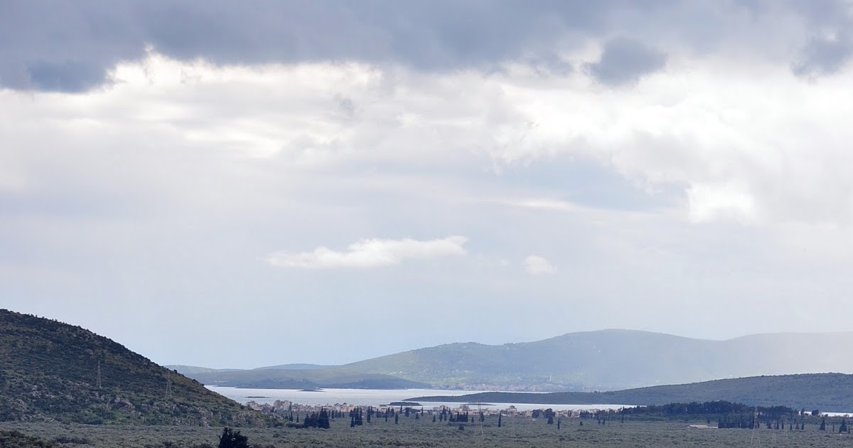 Jurnal de gradina: Despre maslini