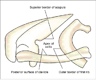 Enumerate the boundaries, contents of axilla, name the various branches ...