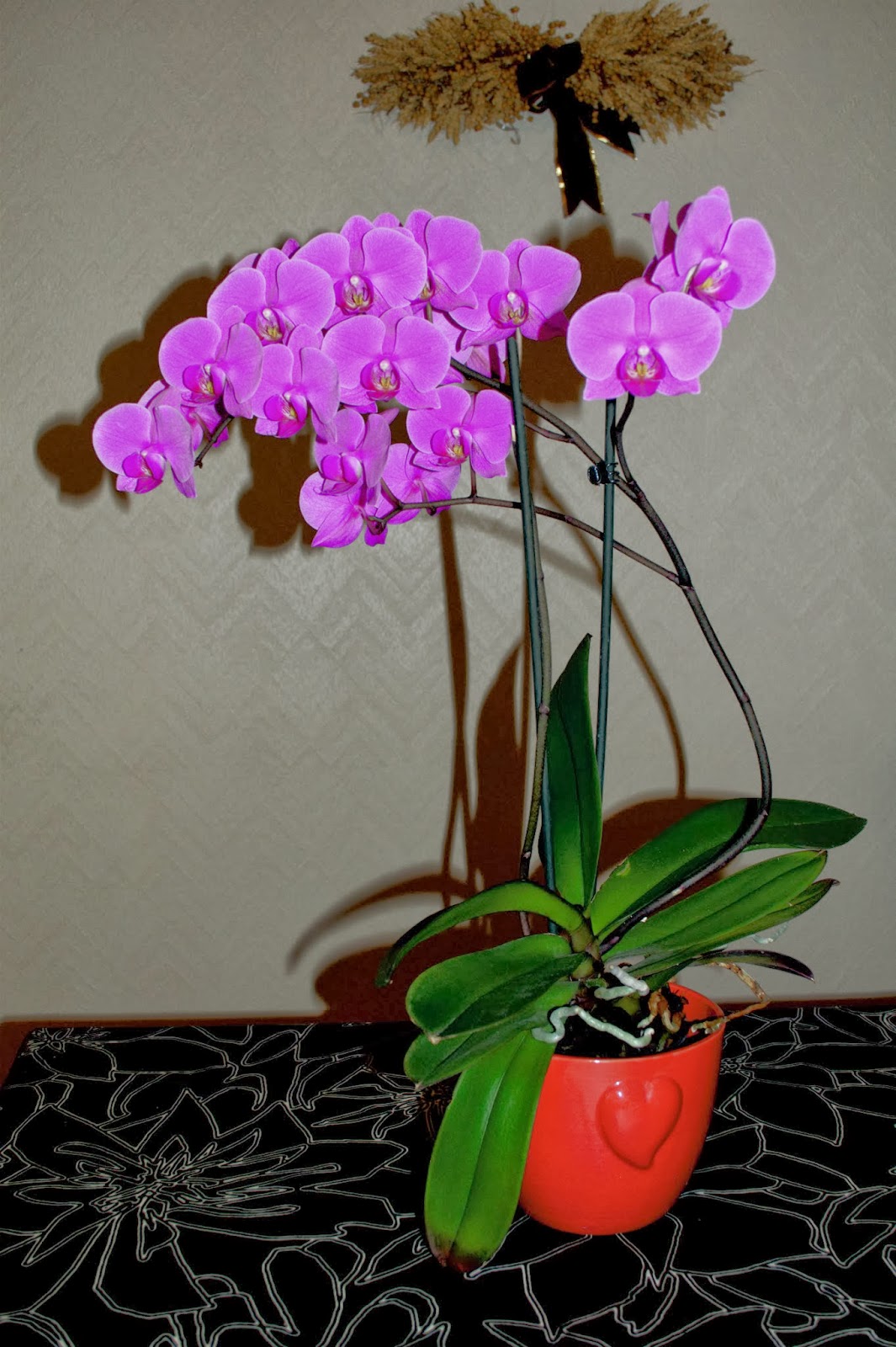 Itse tehtyä: Orkidea