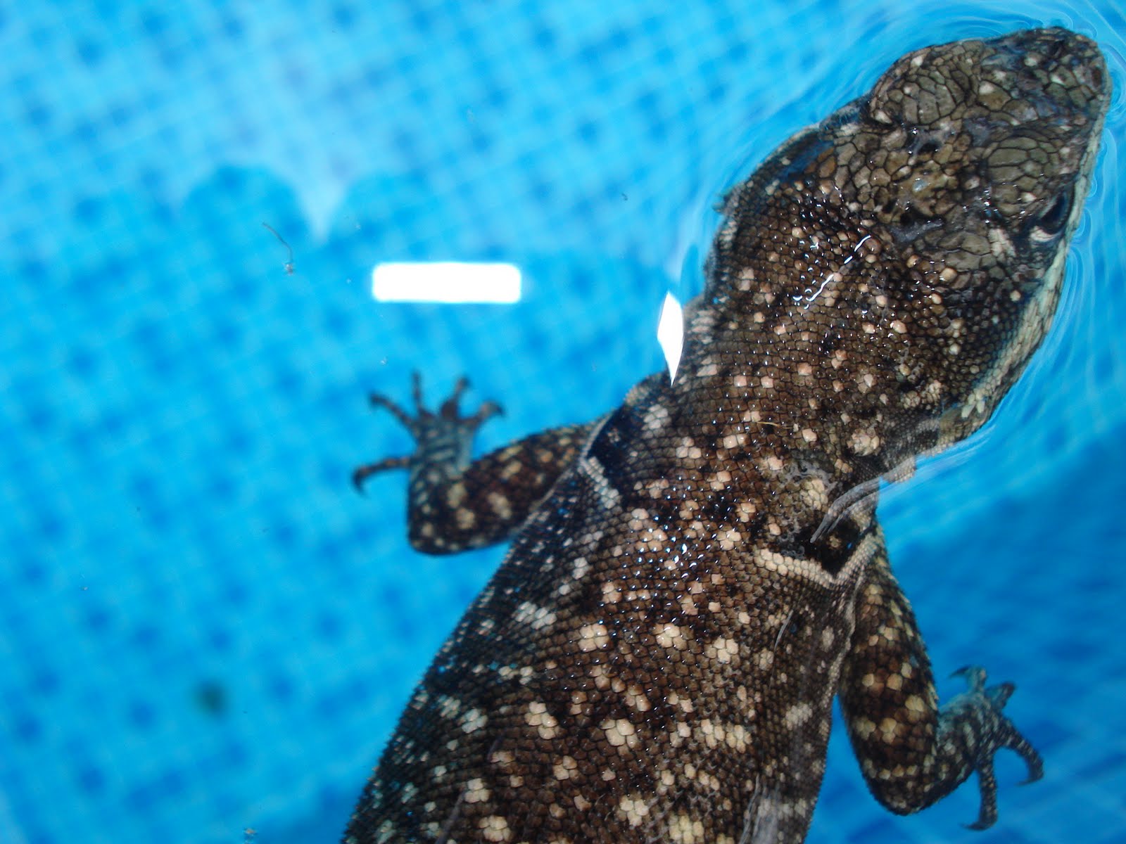 Mineira Pasárgada, Uberlândia do cerrado: Calango