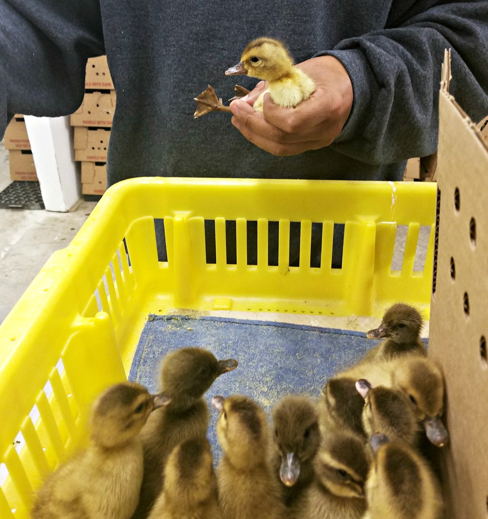 Behind the Scenes with the Ducklings at Metzer Farms - Fresh Eggs Daily ...