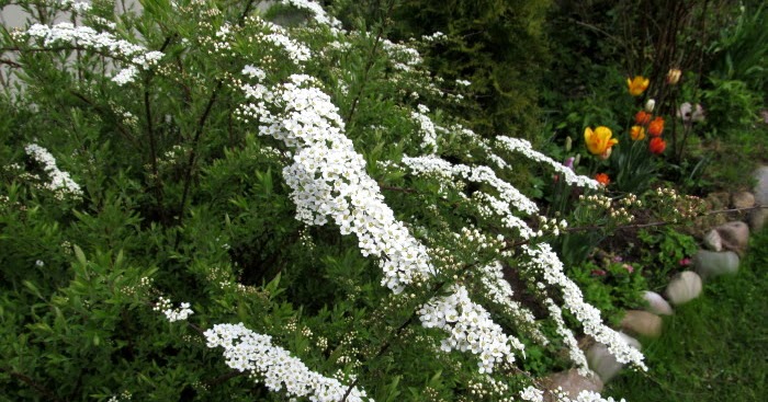 Nadezda's Garden and Home : Grefsheim Spirea