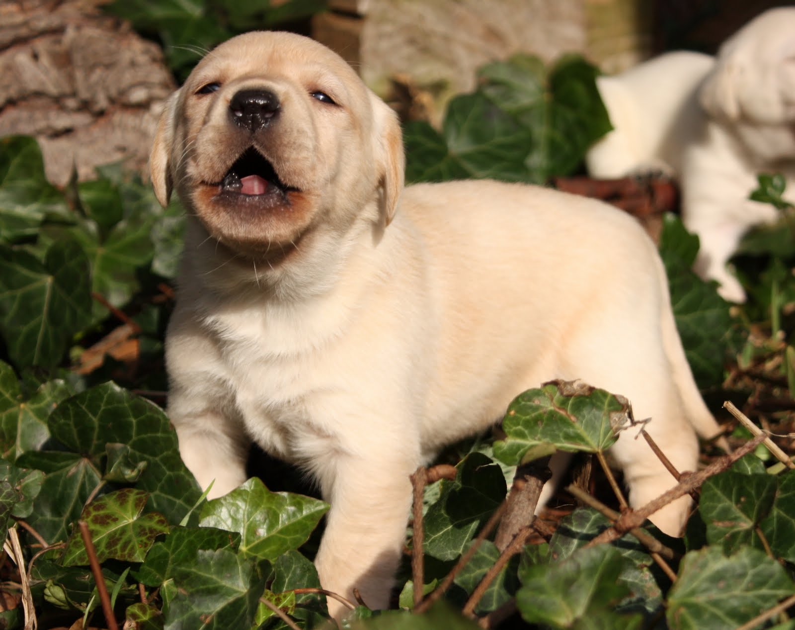 Labrador Puppies