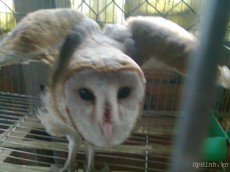 Kỹ thuật nuôi chim cú mèo | Kỹ thuật nuôi trồng.com