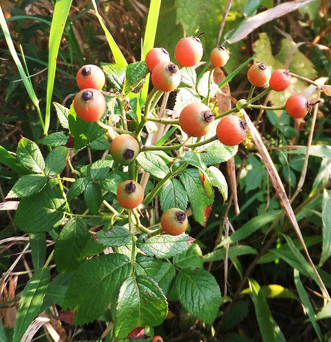 Fruit Seeds of Southern Michigan: Rosa multiflora -- Multiflora Rose