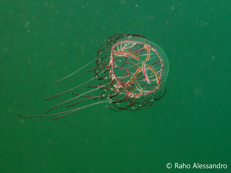 Necton e Plancton: Cnidari; Medusa Olindia