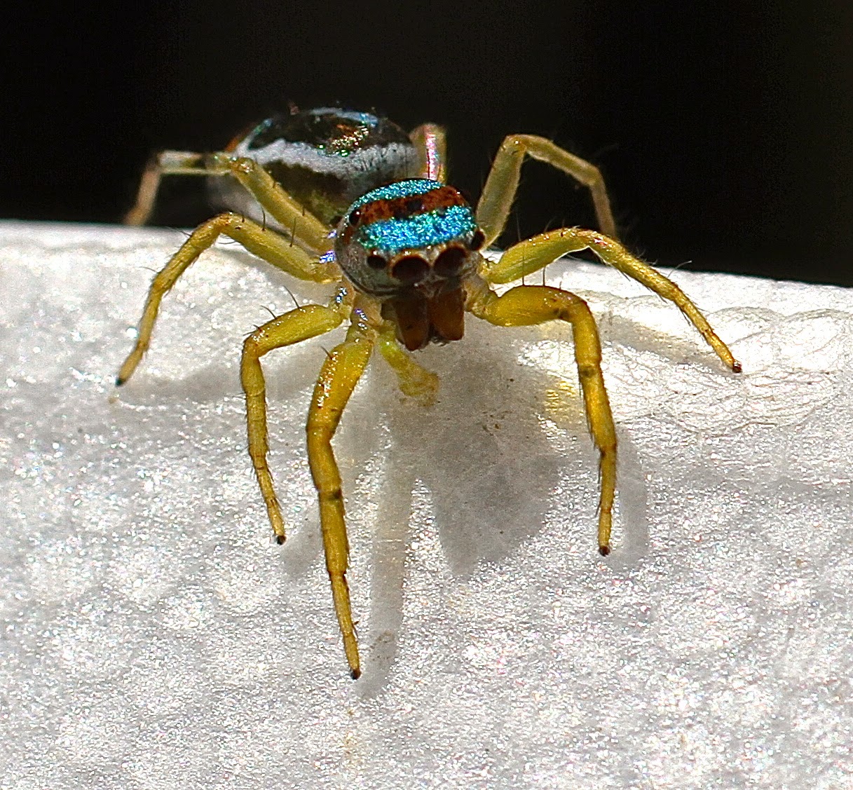 News from Coquette Point