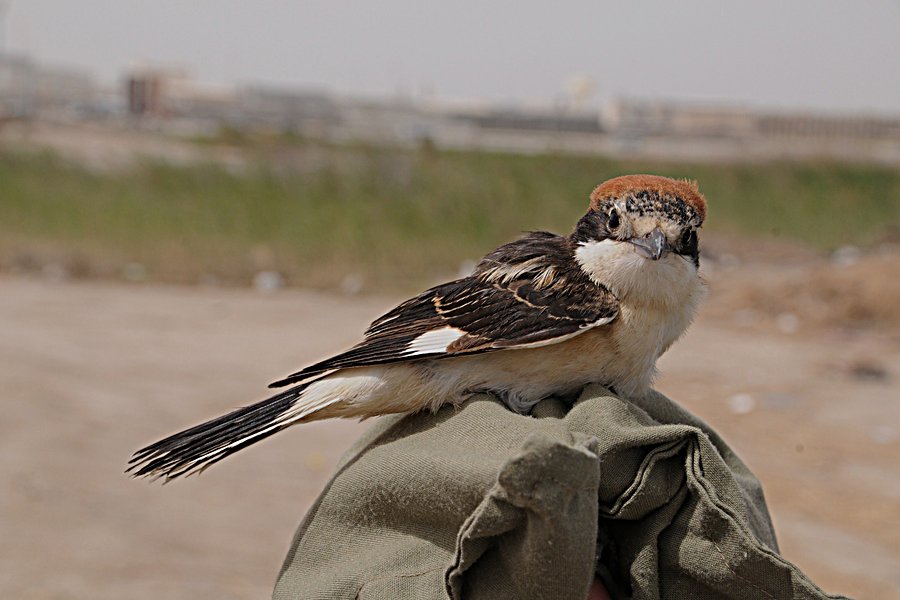 Birds of Saudi Arabia: Eastern Woodchat Shrike (niloticus) - Alba Marsh ...