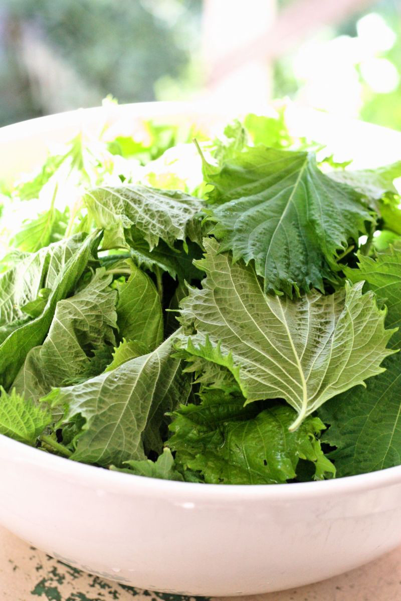 Perfectly imperfect : Salted Shiso Leaves
