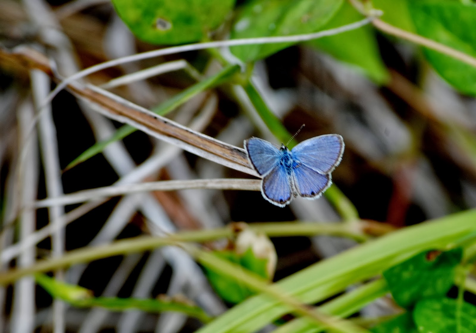 Field Notes and Photos: Hemiargus ceraunus, Ceraunus Blue Butterfly