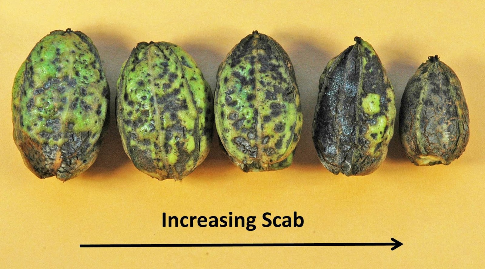 Northern Pecans: Impact of scab on Peruque pecan
