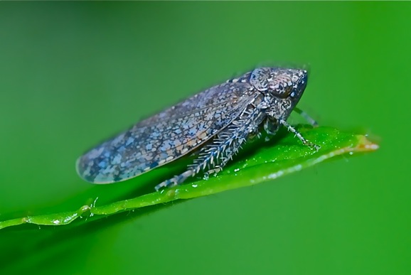Bosque despierto: Cicadélido moteado