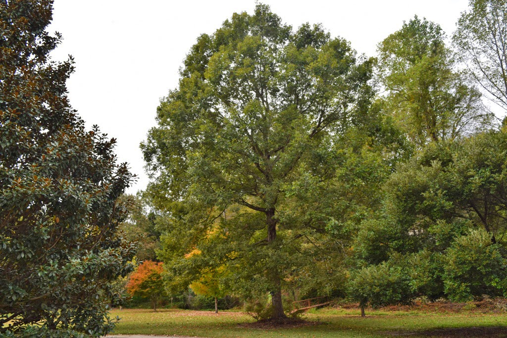 MARIETTE'S BACK TO BASICS: {5 Giant Oak Trees got a 'Hair Cut'}