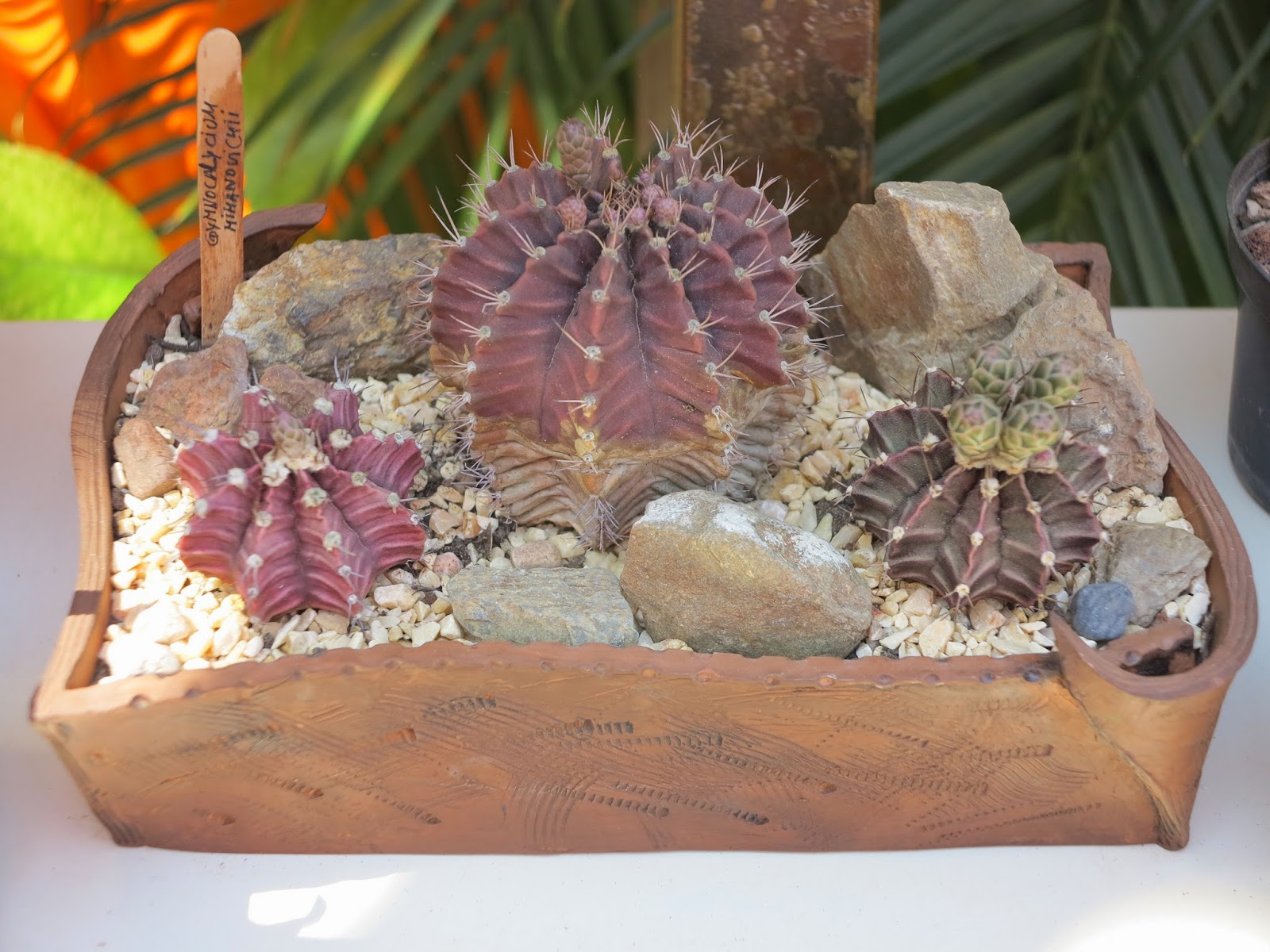 Cáctus y plantas de María