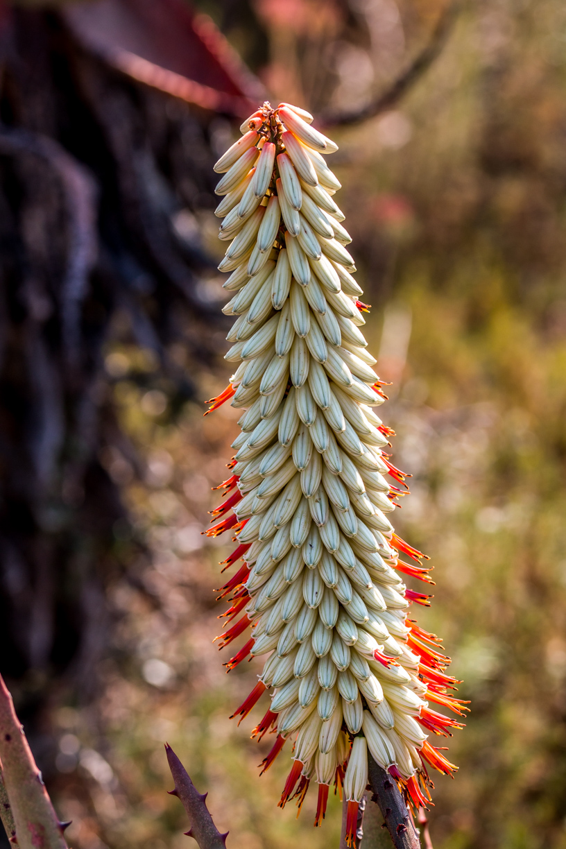 Pondoland C.R.E.W. Blog: Exploring a "new" Aloe Ridge in the Eastern ...